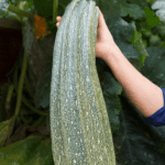 11 Recipes for Large Courgettes - Happy Muncher