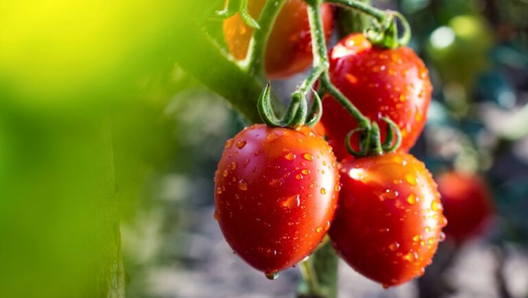 13 Best Tomatoes for Tomato Soup - Happy Muncher